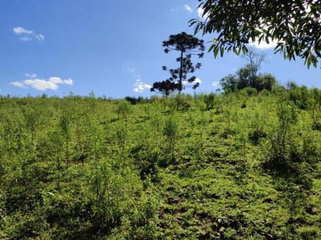 Chácara em Nova Sardenha