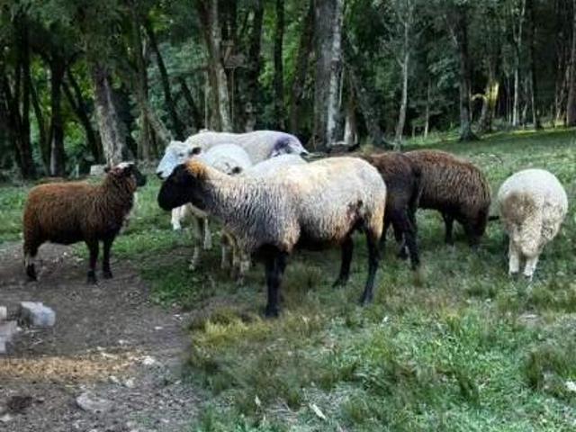 Chácara em Ana Rech, Caxias do Sul/RS de 20000m² à venda por R$ 1.800.000,00