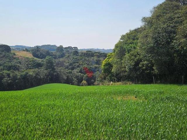 Chácara em Capela Velha, Araucária/PR de 20000m² 1 quartos à venda por R$ 499.000,00