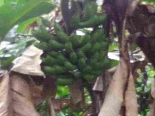Chácara em Estrada do Bananal Agenor de Campos Mongaguá/SP