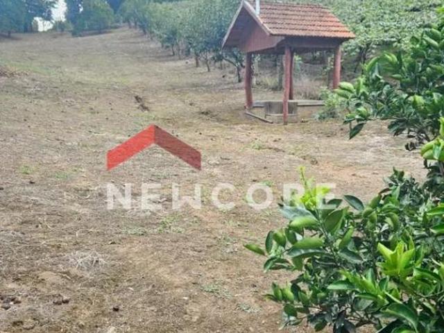 Chácara em Estrada São Virgílio São Virgílio Caxias do Sul/RS