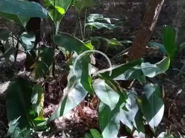 Chácara em Lageado