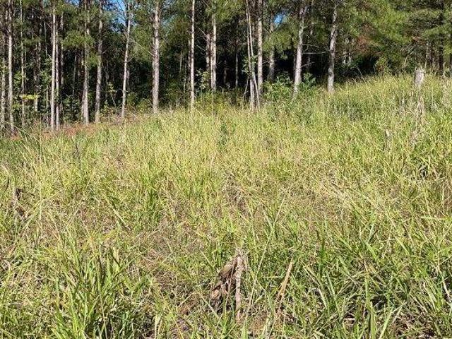 CHACARA EM PAROBE 1800M2 TERRA BOA PARA ROCA.