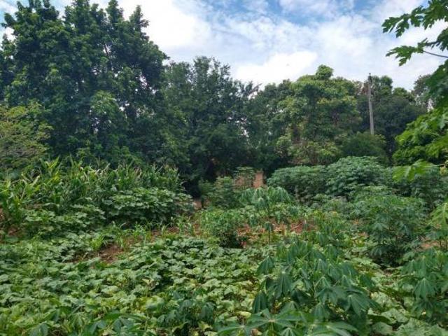 Chácara em Petit Trianon, Araçatuba/SP de 3000m² 1 quartos à venda por R$ 330.000,00