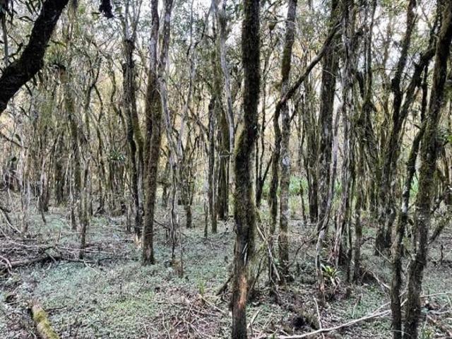 Chácara em, Tijucas do Sul/PR de 30000m² 1 quartos à venda por R$ 420.000,00