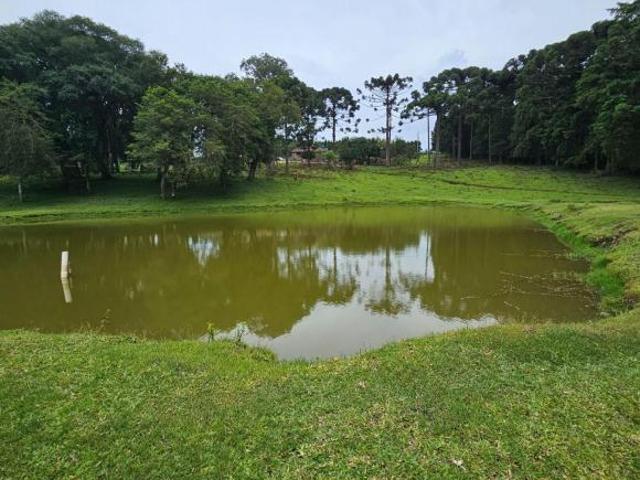 Chácara em Zona Rural, Araucaria/PR de 254100m² 6 quartos à venda por R$ 3.000.000,00