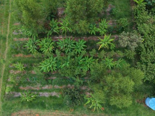 Chácara espetacularagrofloresta consolidada, infraestrutura de água, casa funcional! 61991246747