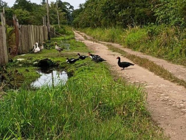 Chácara para Venda, Chácara para Venda, bairro Chácaras Lucel, 1 dormitório, 1 banheiro, 10 vagas