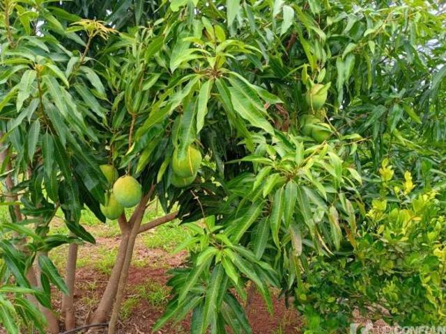Chácara para venda em Centro, Campo Florido