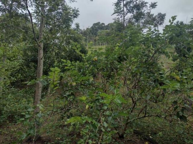 Chácara para venda em Centro, São Luiz do Paraitinga