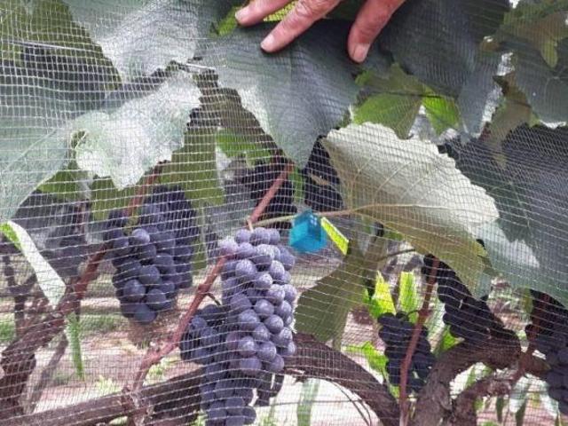 Chácara para venda em Chácaras Videiras de Itaici, Indaiatub