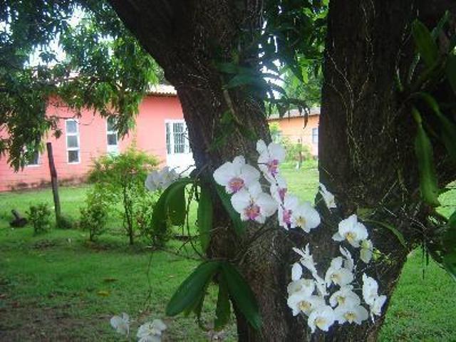 Chácara para venda em Cuiabá