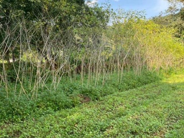 Chácara para venda em Antonina