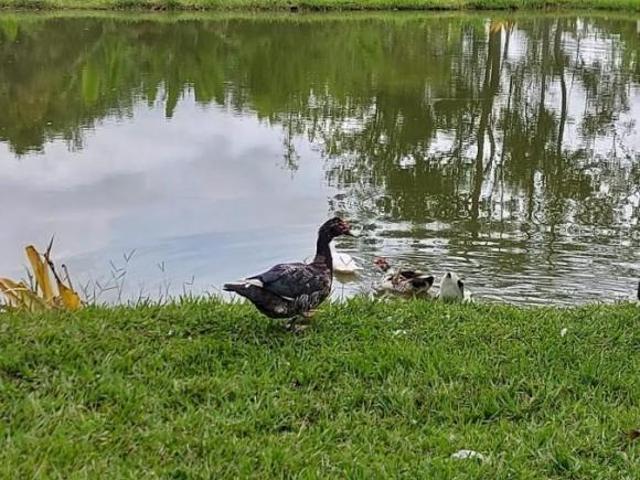 Chácara para Venda em Bragança Paulista, Guaripocaba