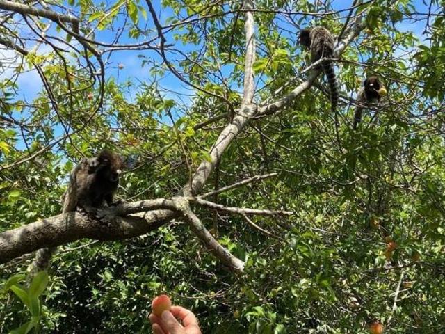 Chácara para venda em Guaraiuva de 200.00m² com 3 Quartos