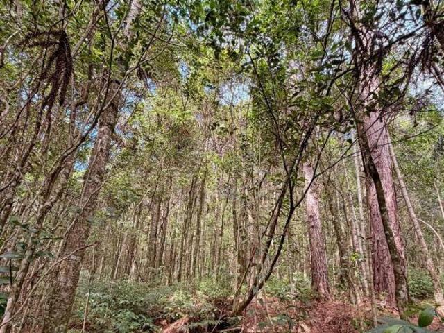 Chácara para venda em Kayser, Caxias do Sul