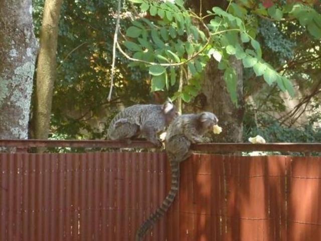 Chácara para venda em Jardim Martinelli Sousas, Campinas