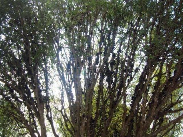 Chácara para venda em Jardim Reserva Bom Viver De Indaiatuba de 370.00m² com 3 Quartos e 1 Garagem