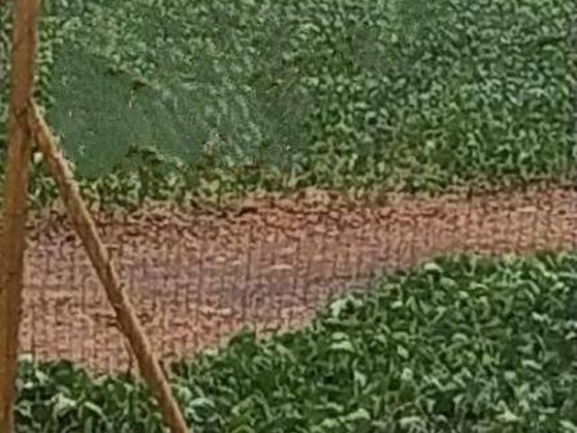 Chácara para venda em Maringá