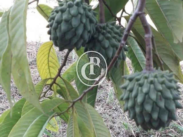 Chácara para venda em Roseirinha, Caçapava