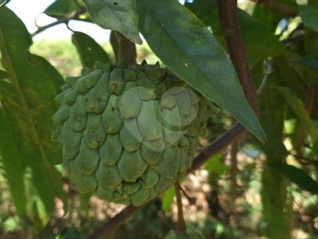 Chácara para venda em Vale dos Pinheiros, Atibaia