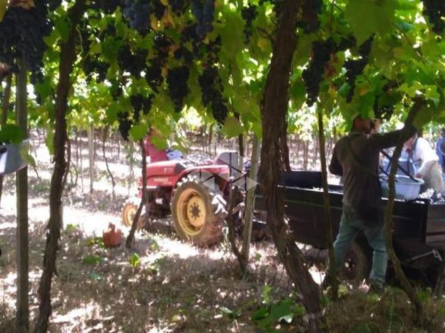 Chácara produtiva com parreirais de uva com aproximadamente 33 hectares em Fagundes Varela