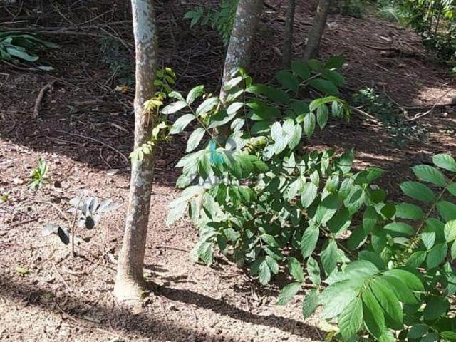 Chácara próximo do asfalto em Lorena SP