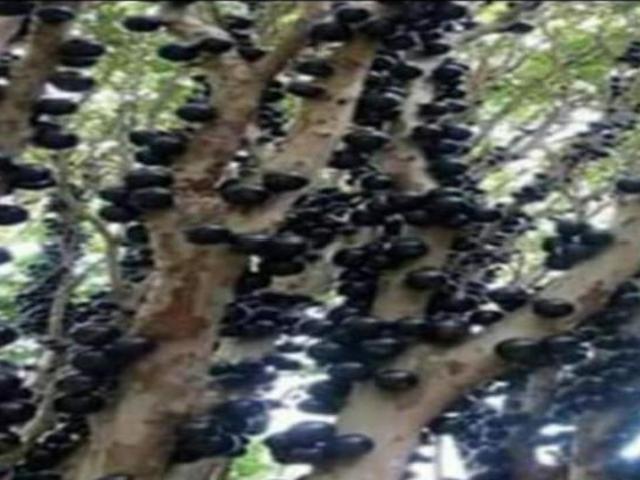 Chácara, Rural, Itajubá, MG