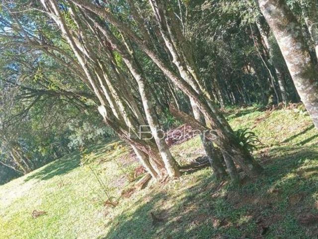 Chácara /Roça Velha SJP