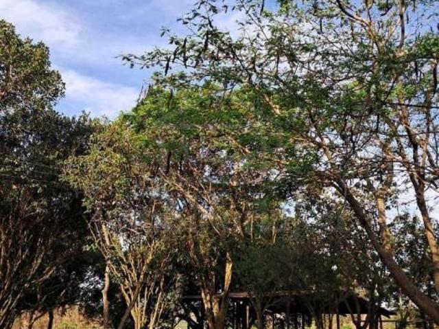 Chácara, Sítio ou Fazenda a venda em Jaú/SP Rodovia Jaú Brotas