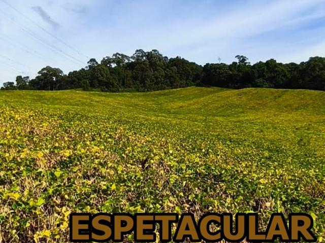Chácara 20.15 m² Ekko Village Campo Largo/Pr