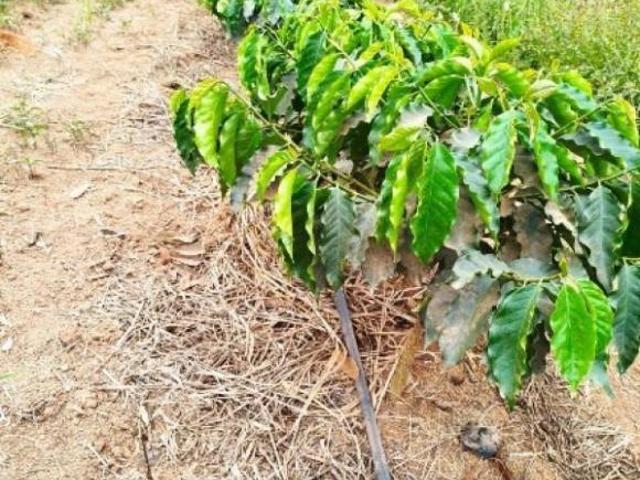 Fazenda