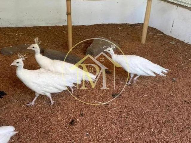 Chácara para venda em Recanto dos Bandeirantes, Porto Feliz