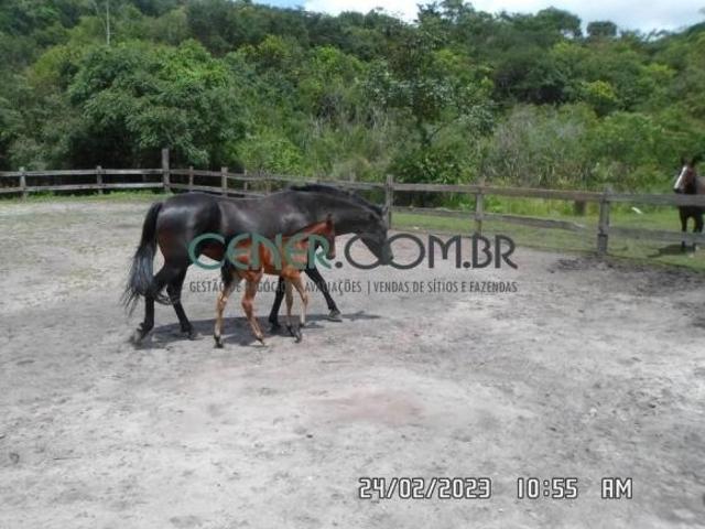 Charmoso Sítio Haras de 7 ha a 5 Km de Barbacena em Lindo e Protegido Local