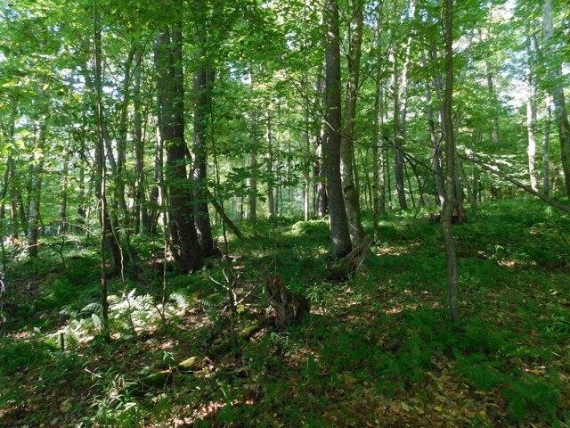 Cherry Wood Ln Lot,terra Alta, Plot For Sale