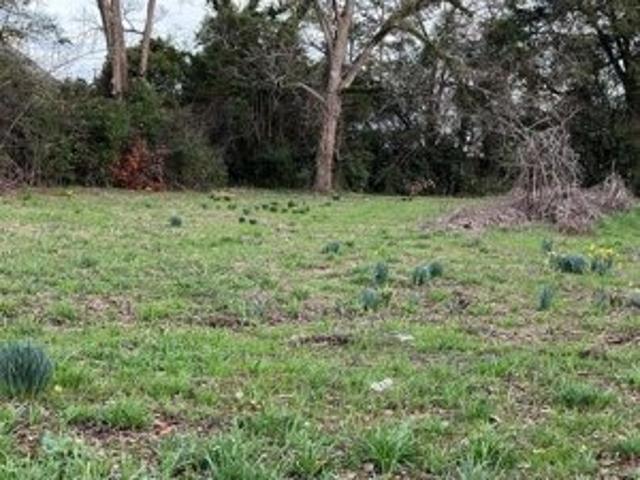 Chestnut Ct, Lumpkin, Plot For Sale