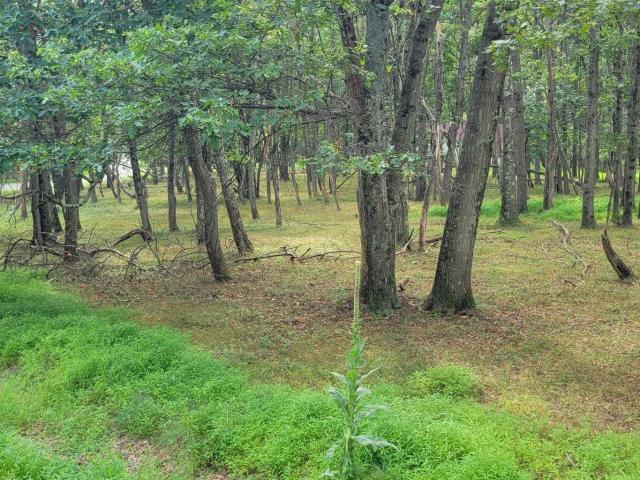 Chippewa 718 Trail, Albrightsville, PA 18210