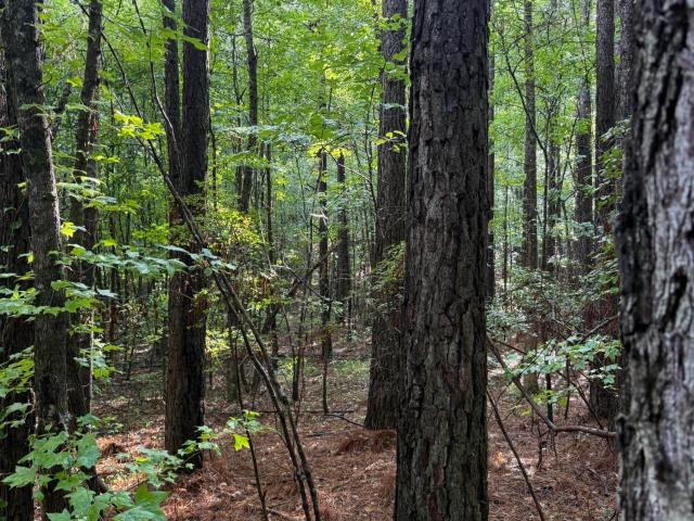 Co Rd 2136, McCool, MS 39108