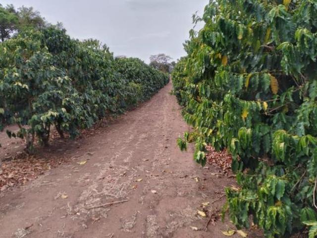 Com 120 mil pés de café mecanizados,toda infraestrutura