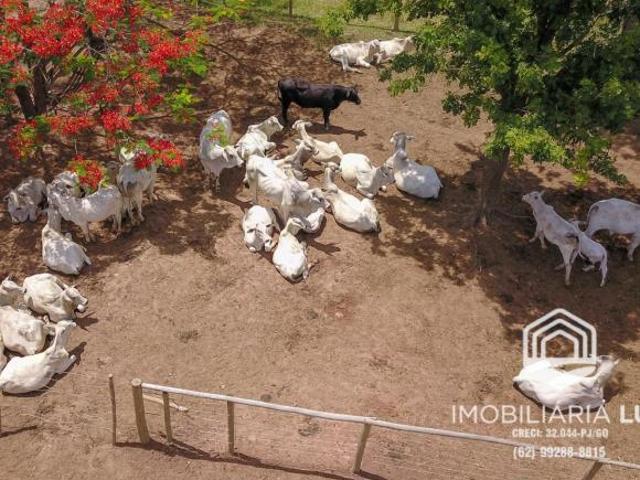 CONTRATO DE ARRENDAMENTO FAZENDA164,130 ha Planaltina DF / DF 130