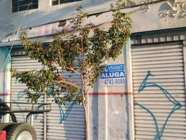 Conj. Comercial / Sala para Locação em Poá/SP Calmon Viana