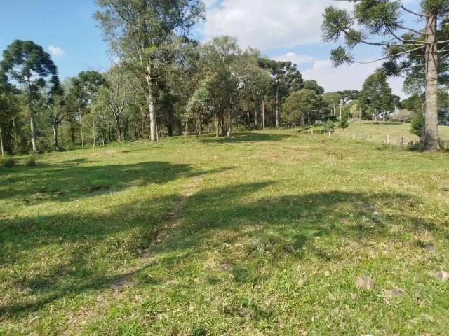 Conj. Comercial / Sala para Venda em Ipê/RS Vila Damiani