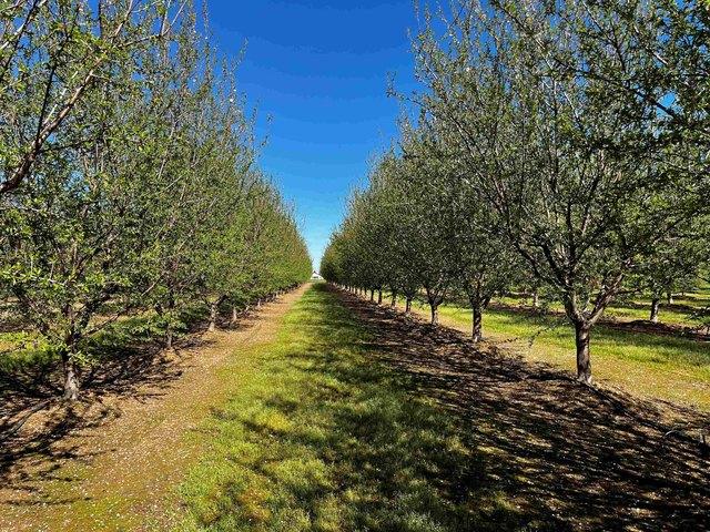 Corning, CA 96021