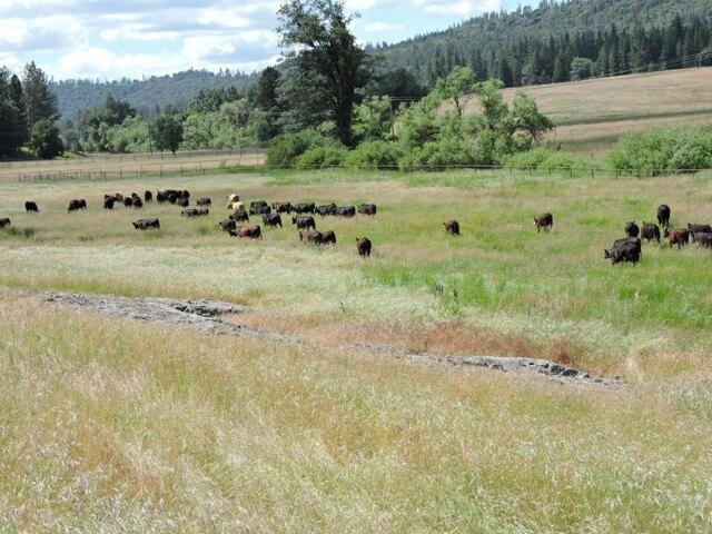 Coulterville CA 95311 103500571
