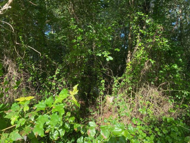 Country woods dr