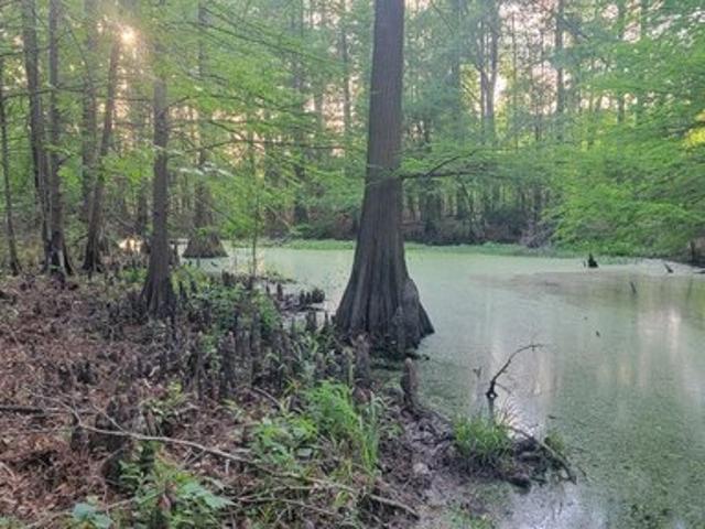 County Road 430, Carthage, TX 75633