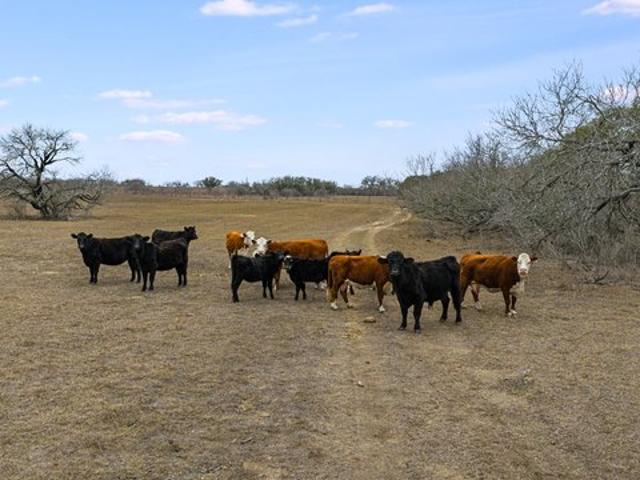 County Road 454, Stockdale, TX 78160