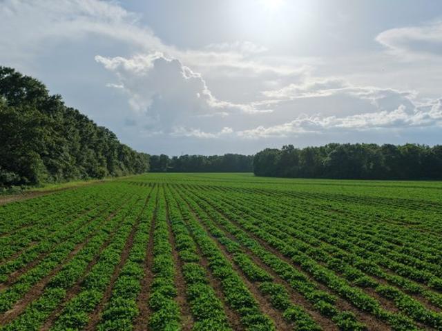County Road 49, Malvern, AL 36349