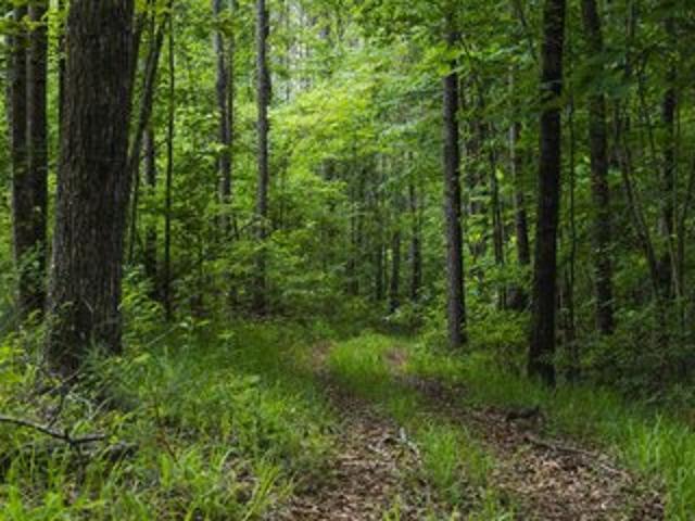 County Road 51, Greensboro, AL 36744