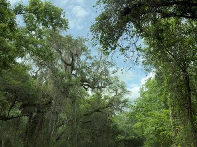 County Road 707, Webster, FL 33597